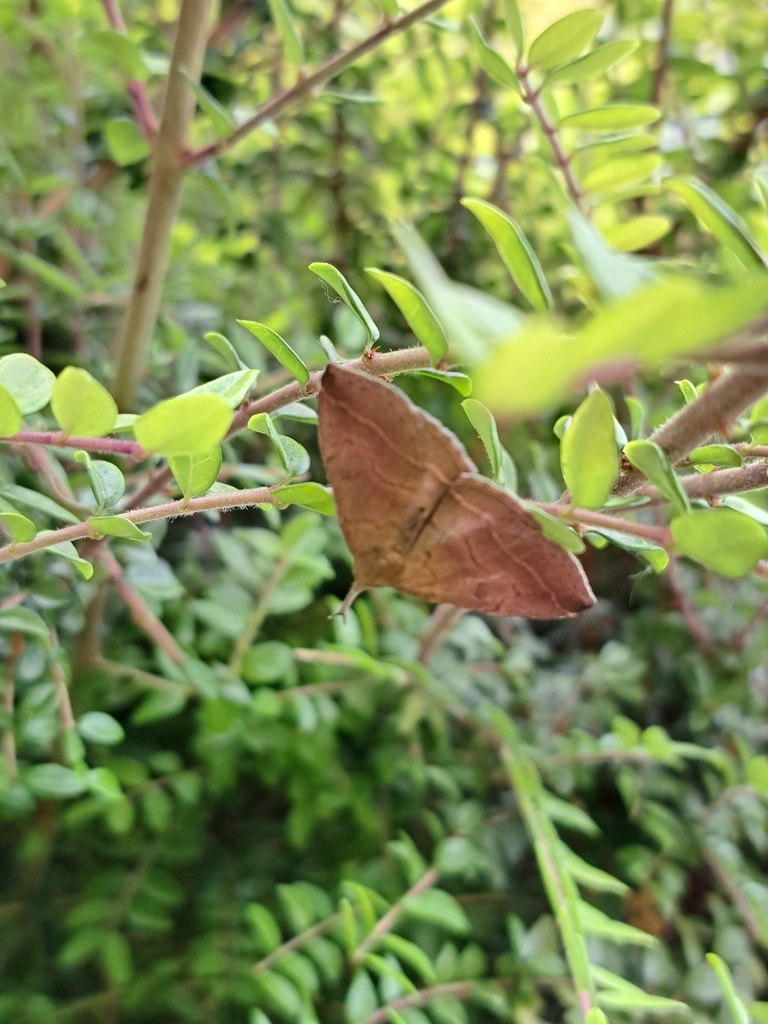 Plumed Fan-foot from Louvain Drive, Chelmsford CM1 6BA, UK on June 24, 2023 at 02:39 PM by Paul ...