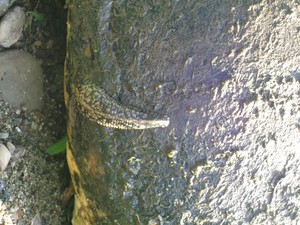Smooth Turtle Leech from Oil City, PA 16301, USA on July 9, 2011 at 05: ...