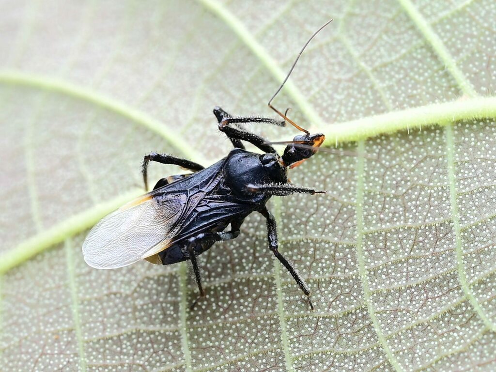Biasticus ventralis from 中国云南省普洱市思茅区 on June 22, 2023 at 11:22 PM by ...