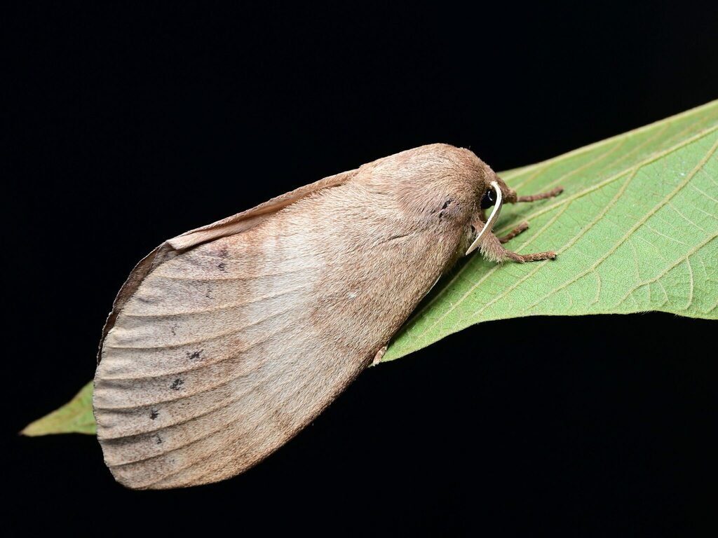 Dendrolimus grisea from 中国云南省普洱市思茅区 on June 23, 2023 at 01:05 AM by ...