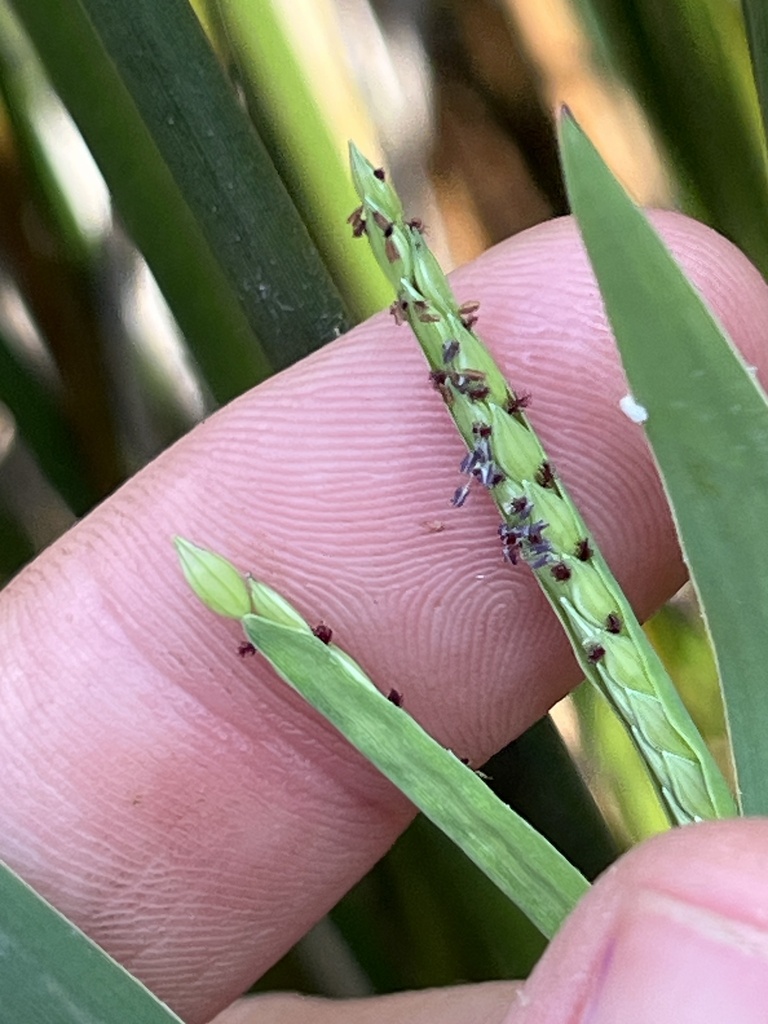 Brook Crowngrass from Port Lavaca, TX, US on June 24, 2023 at 10:13 AM ...
