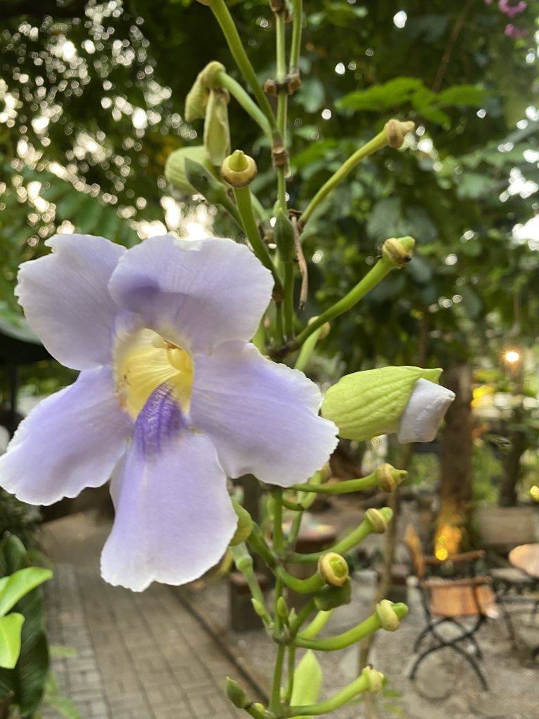 Clockvines from Java, Semarang, Central Java, ID on June 23, 2023 at 04 ...