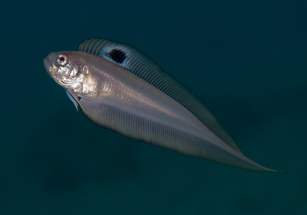 Indian Bandfish from 鹿児島県熊毛郡屋久島町一湊 一湊タンク下 on May 13, 2009 at 12:54 PM ...