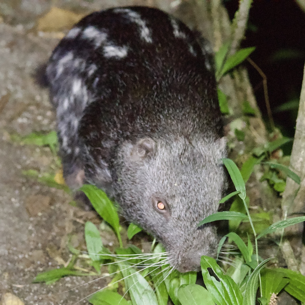 Pacarana from Mandor, Cuzco, PE on June 23, 2023 at 01:11 AM by mokperu ...