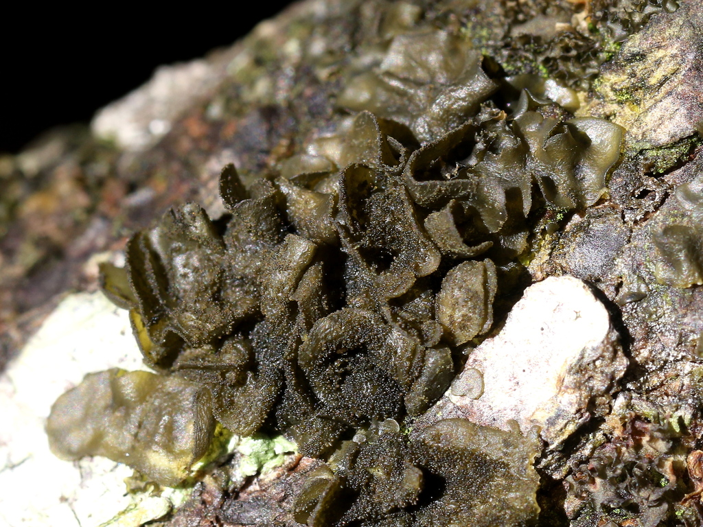 Tree Jelly from Palm Beach County, FL, USA on December 16, 2018 at 11: ...
