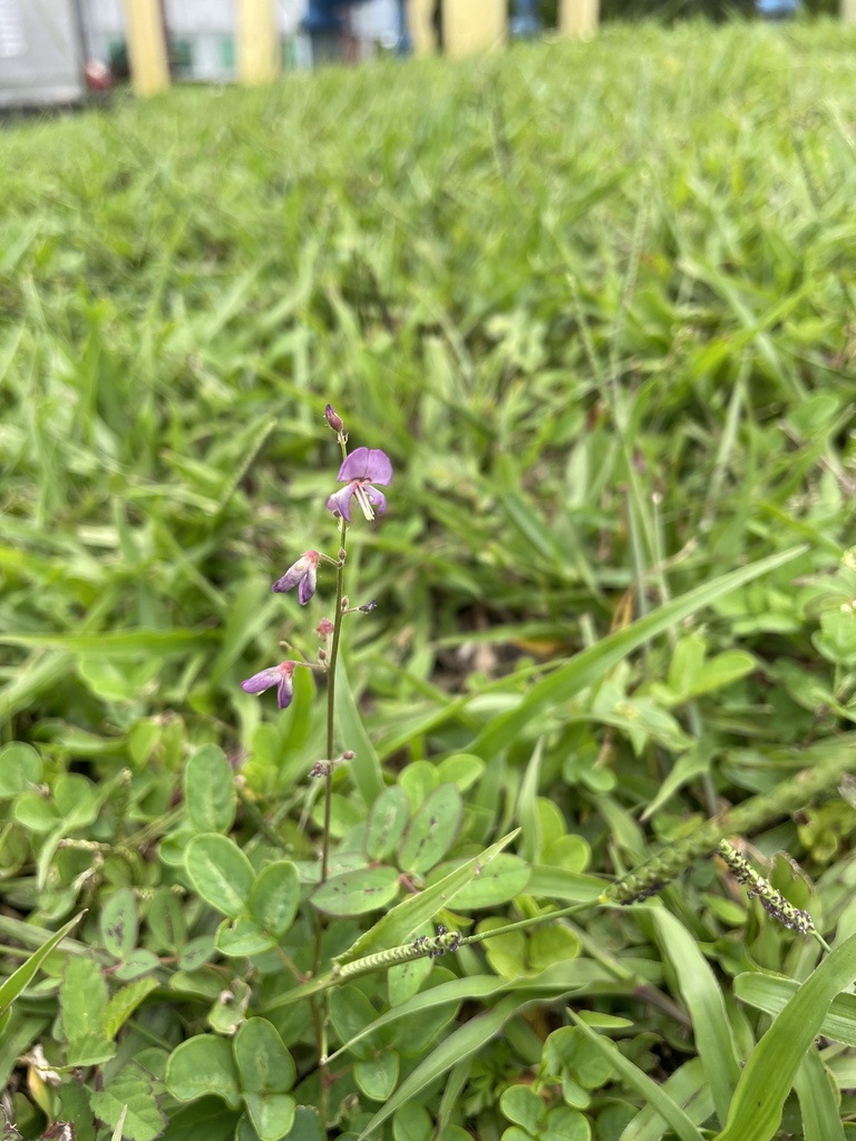 creeping beggarweed from Florida Atlantic University, Davie, FL, US on ...