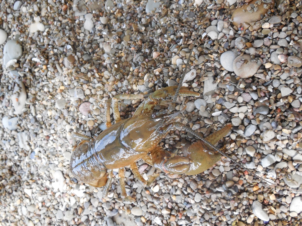 Cambarus in July 2013 by brandonh1 · iNaturalist