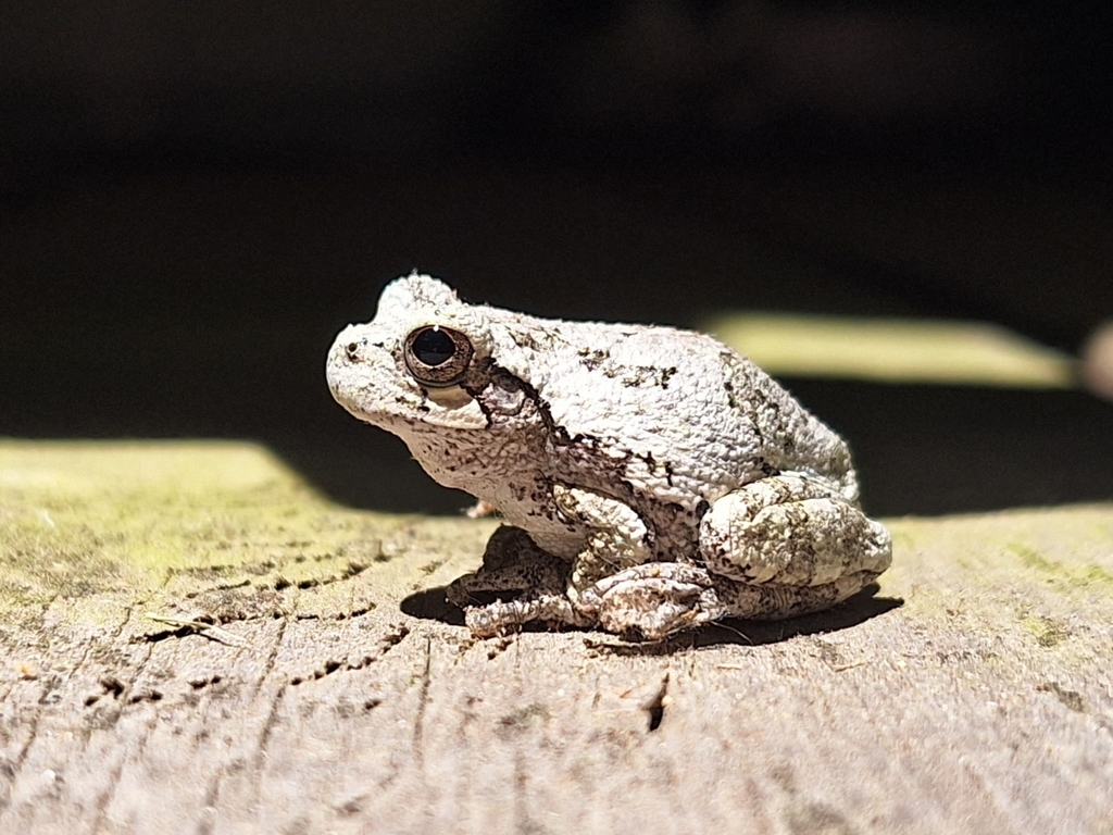 Gray Treefrog from Three Rivers on June 24, 2023 at 01:51 PM by Markus · iNaturalist