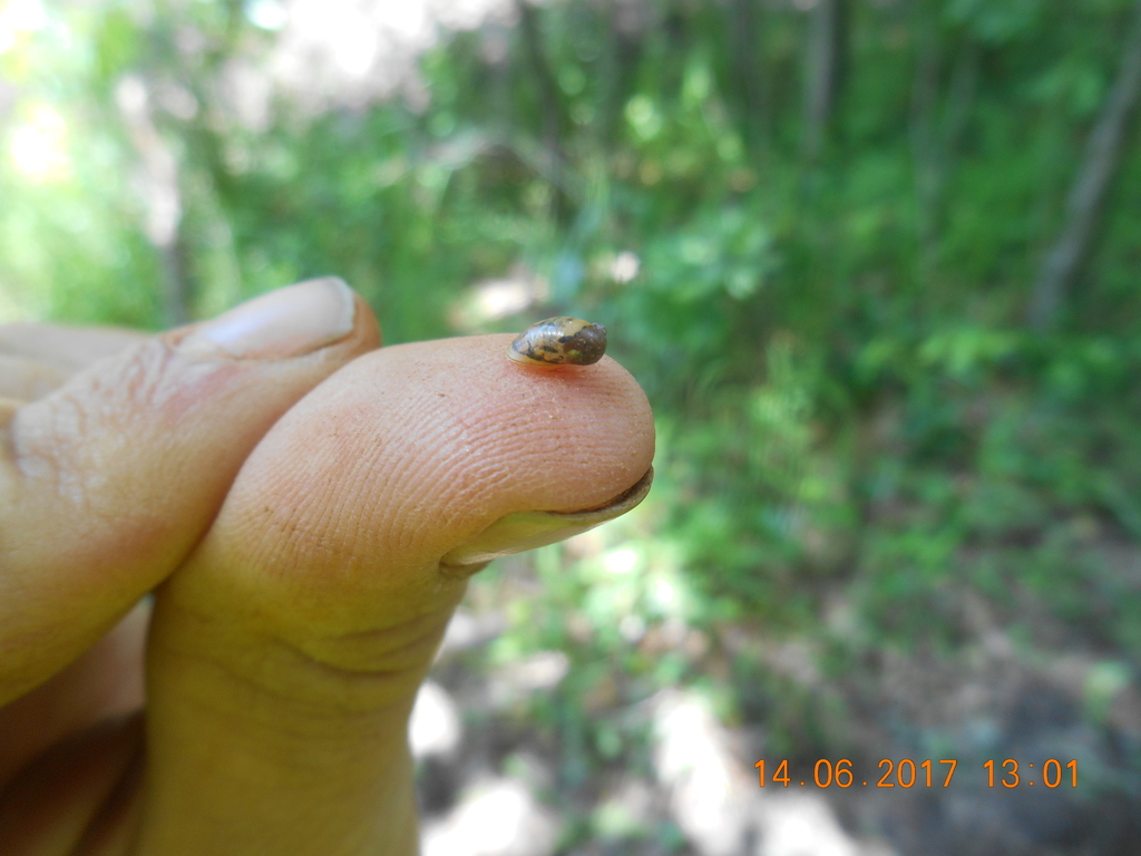 Amber Snails from Venango County, PA, USA on June 14, 2017 at 01:01 PM ...