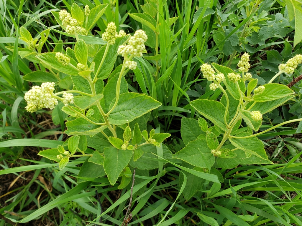 New Jersey tea from Struble, IA 51031, USA on June 24, 2023 at 12:29 PM ...
