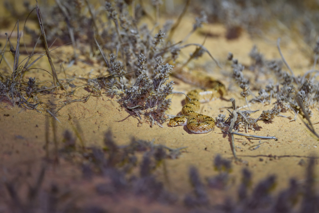 Awl-headed Snake from Be'er Sheva, Israel on June 22, 2023 at 11:01 PM ...
