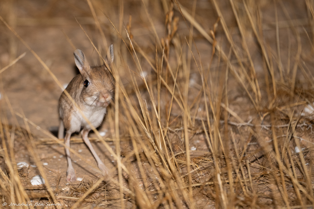 Greater Egyptian Jerboa