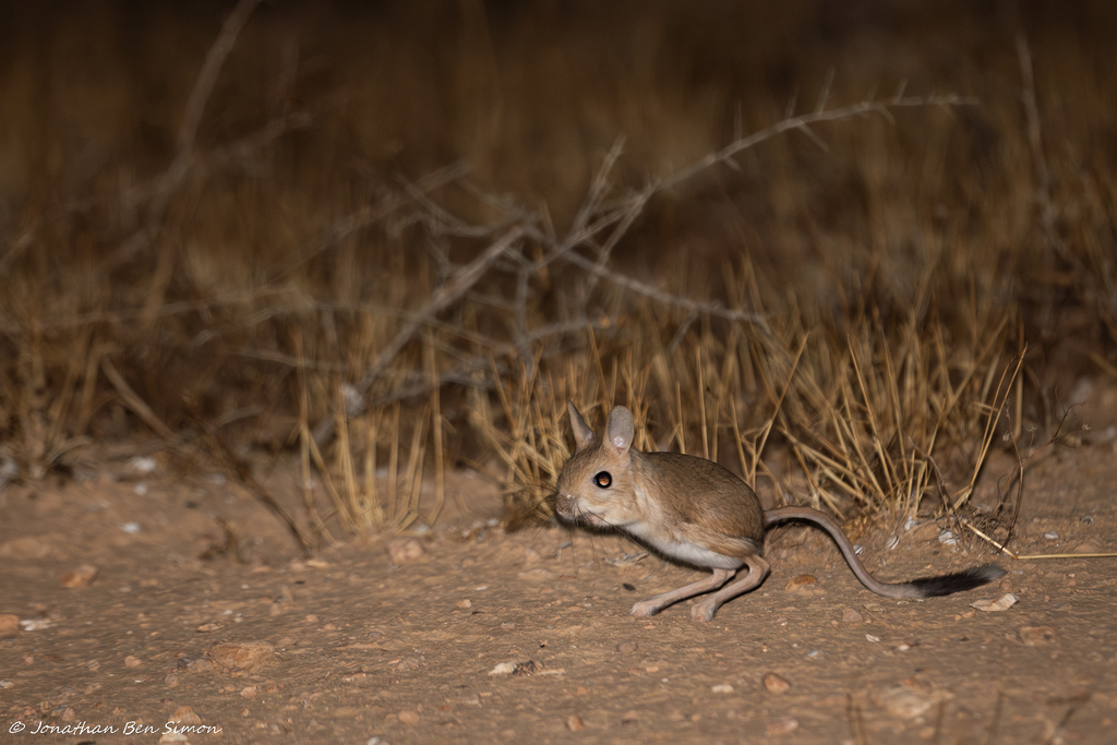 Greater Egyptian Jerboa in June 2023 by Jonathan Ben Simon · iNaturalist