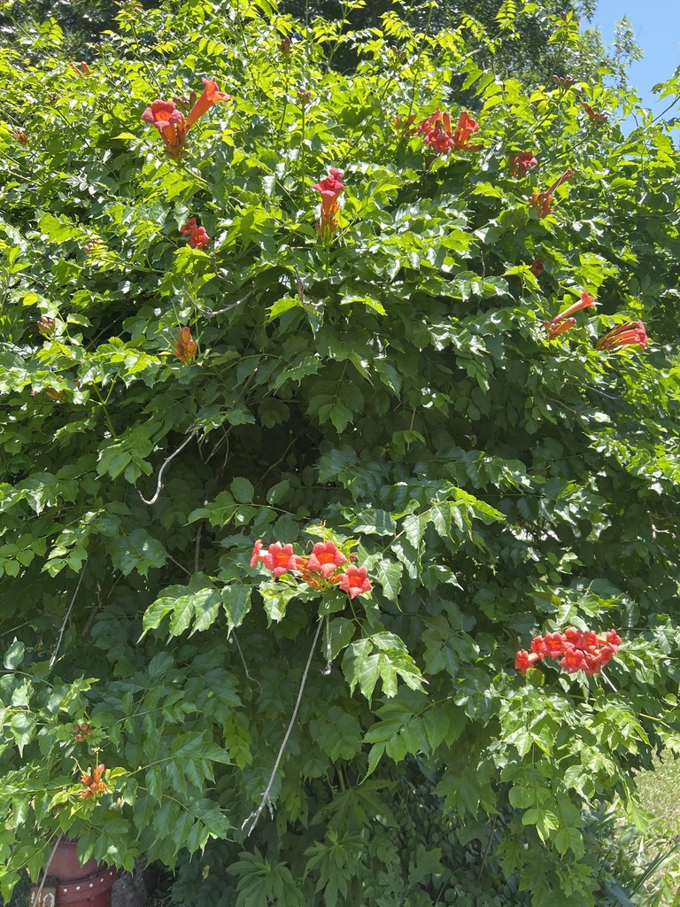 American trumpet vine from NW 164th St, Smithville, MO, US on June 19 ...