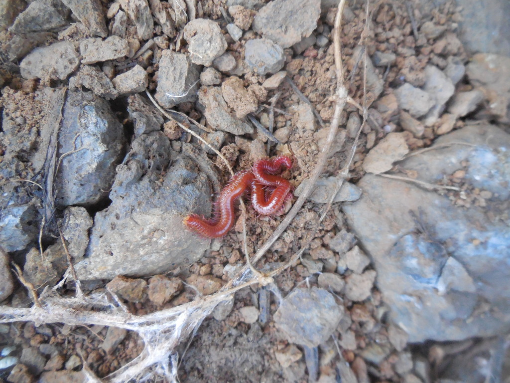 Strigamia fusata from El Dorado County, CA, USA on October 11, 2014 at ...