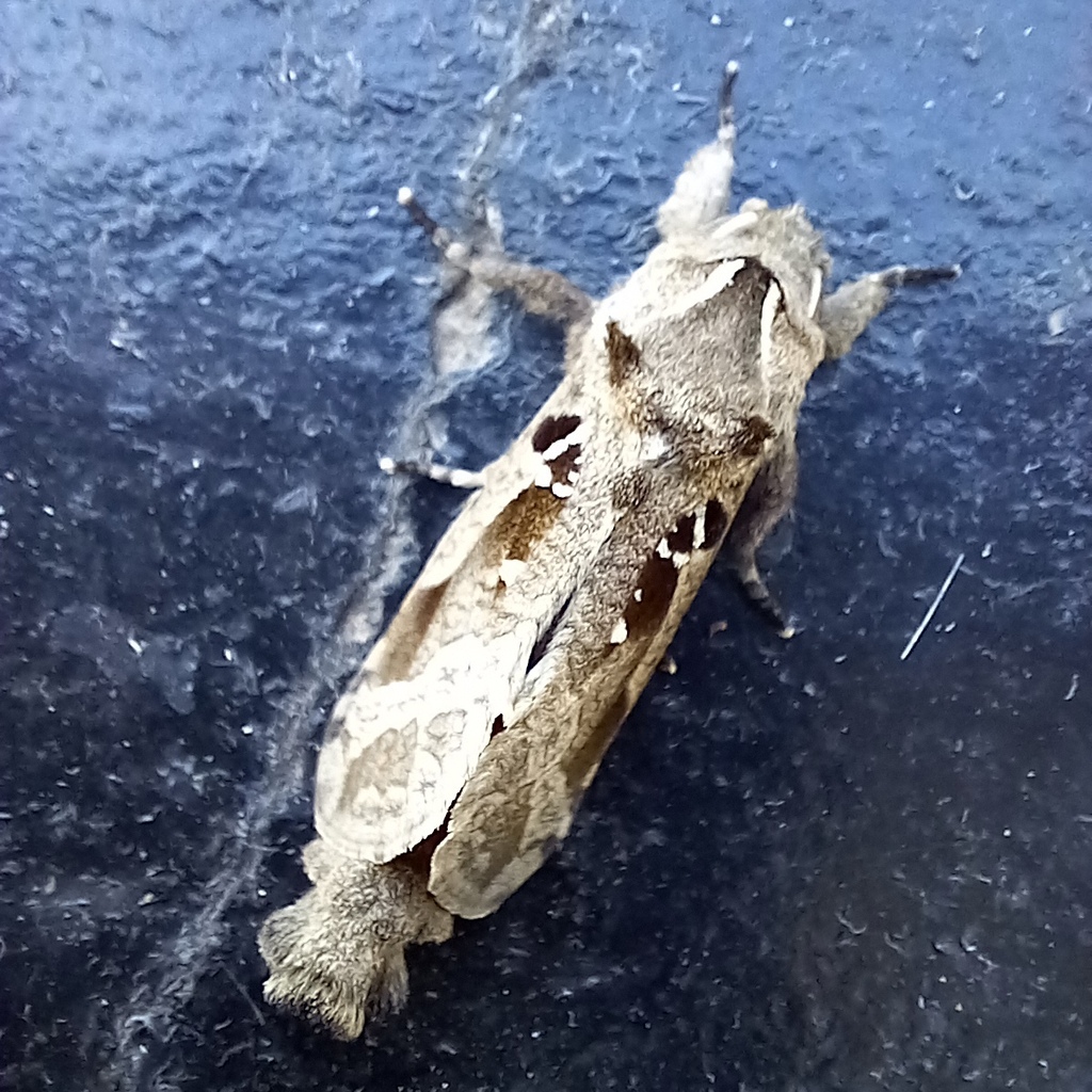 Butterflies and Moths in June 2023 by Ian Shelburne · iNaturalist