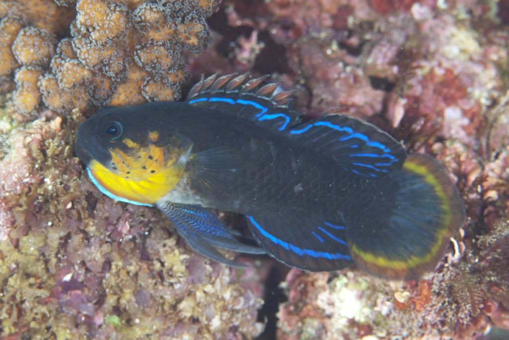 Coral Devil (Plesiops coeruleolineatus) - Marine Life Identification