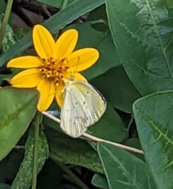Little Yellow from 77096 on June 24, 2023 at 02:21 PM by Stacy Decker ...
