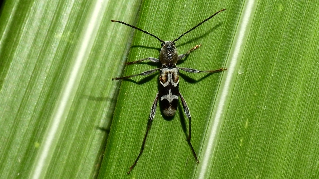 Perissus kankauensis from 114台灣台北市內湖區內湖路二段179巷48弄43號 on December 20 ...