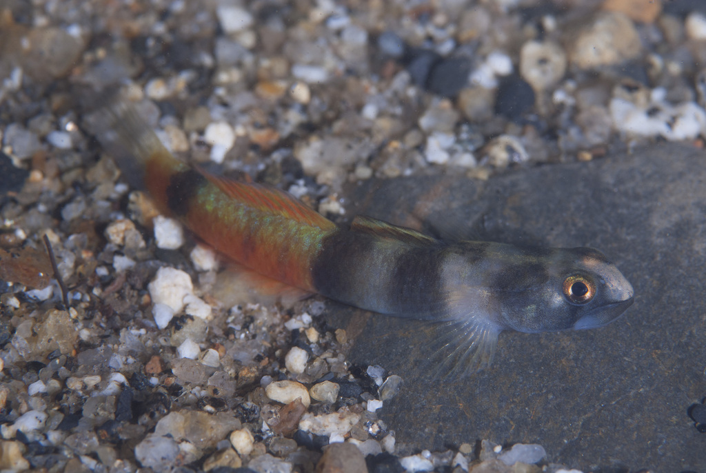 (Sicyopus) - Marine Life Identification