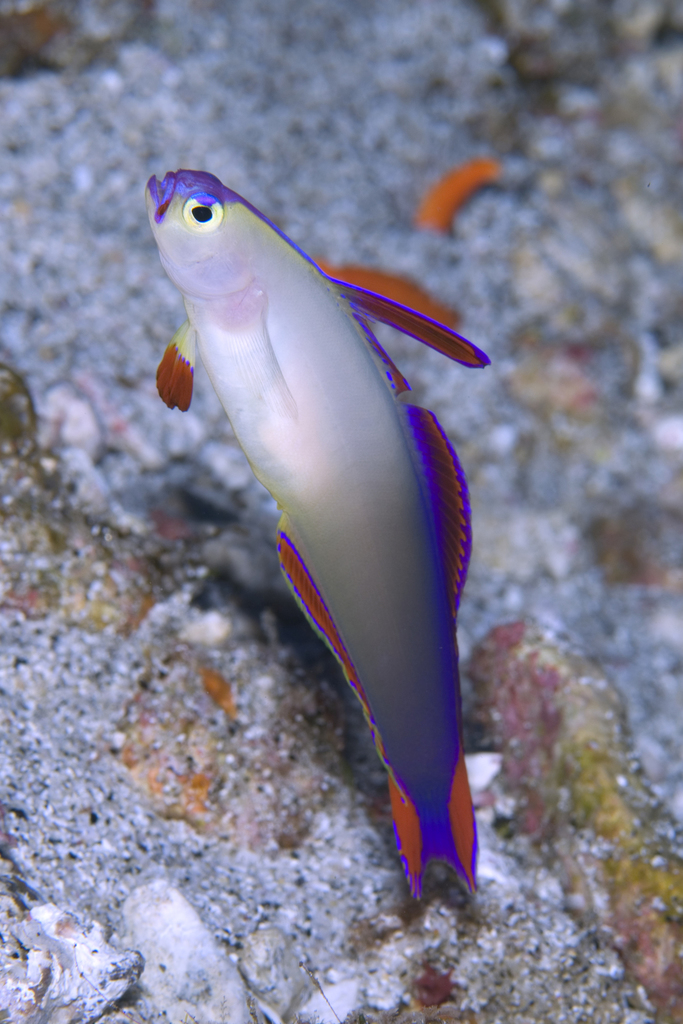 Decorated Dartfish from 鹿児島県熊毛郡屋久島町永田 オツセ on October 15, 2007 at 02:54 ...