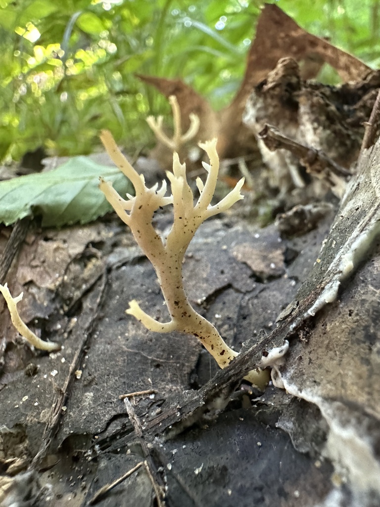antler and spindle fungi from Meeman-Shelby Forest State Park, Memphis ...