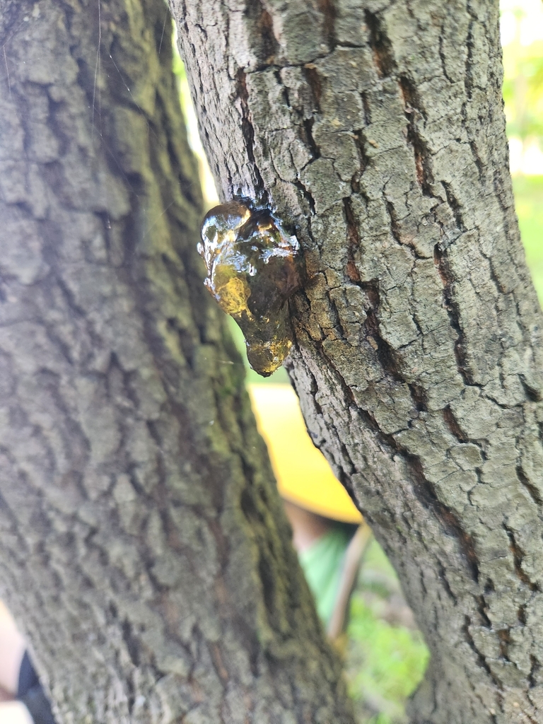 Something from Raleigh, NC 27614, USA on June 24, 2023 at 05:32 PM by ...