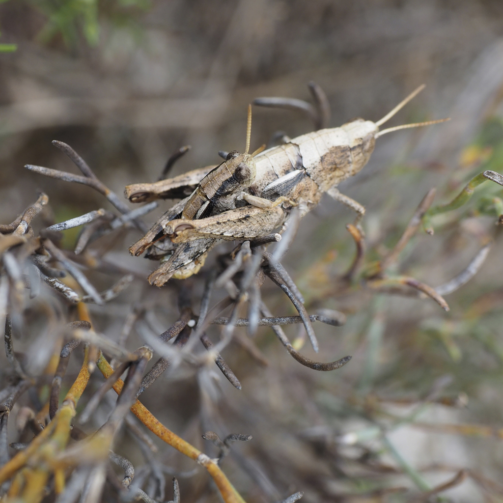 Catantopini from Perth WA, Australia on July 17, 2019 at 07:11 AM by ...