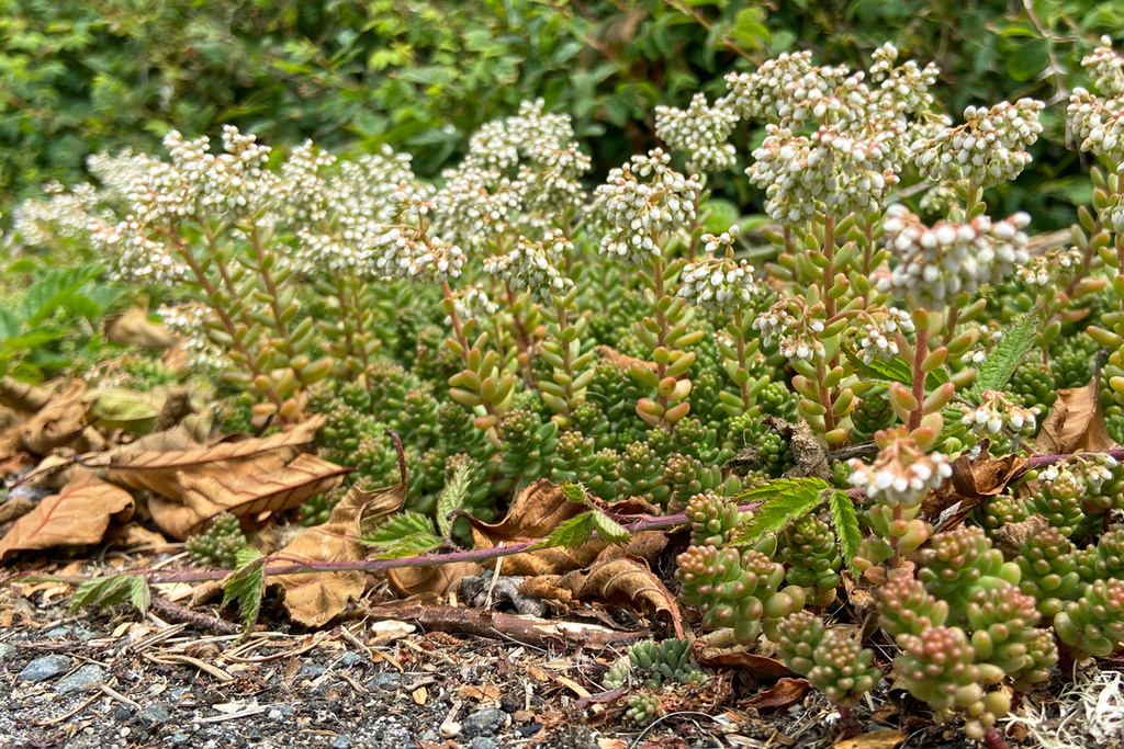 white stonecrop from Ault Field, WA, USA on June 24, 2023 at 04:12 PM ...