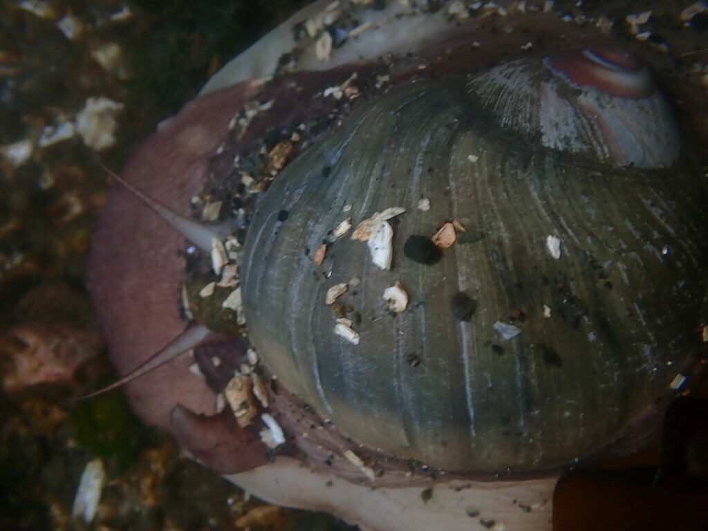 Lewis's Moon Snail from West End, Tacoma, WA, USA on June 20, 2023 at ...