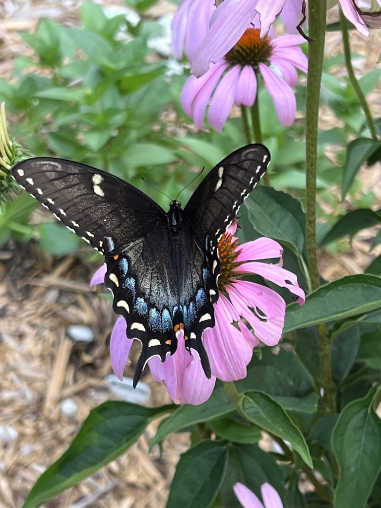 Eastern Tiger Swallowtail from College Rd, Kinston, NC, US on June 24 ...