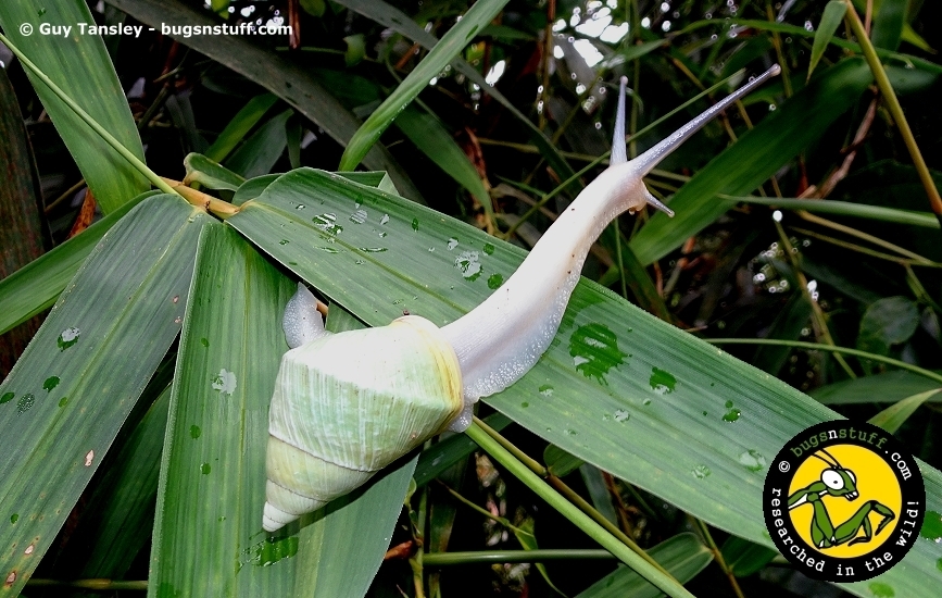 Atopocochlis exarata from Caue, São Tomé and Príncipe on November 11 ...