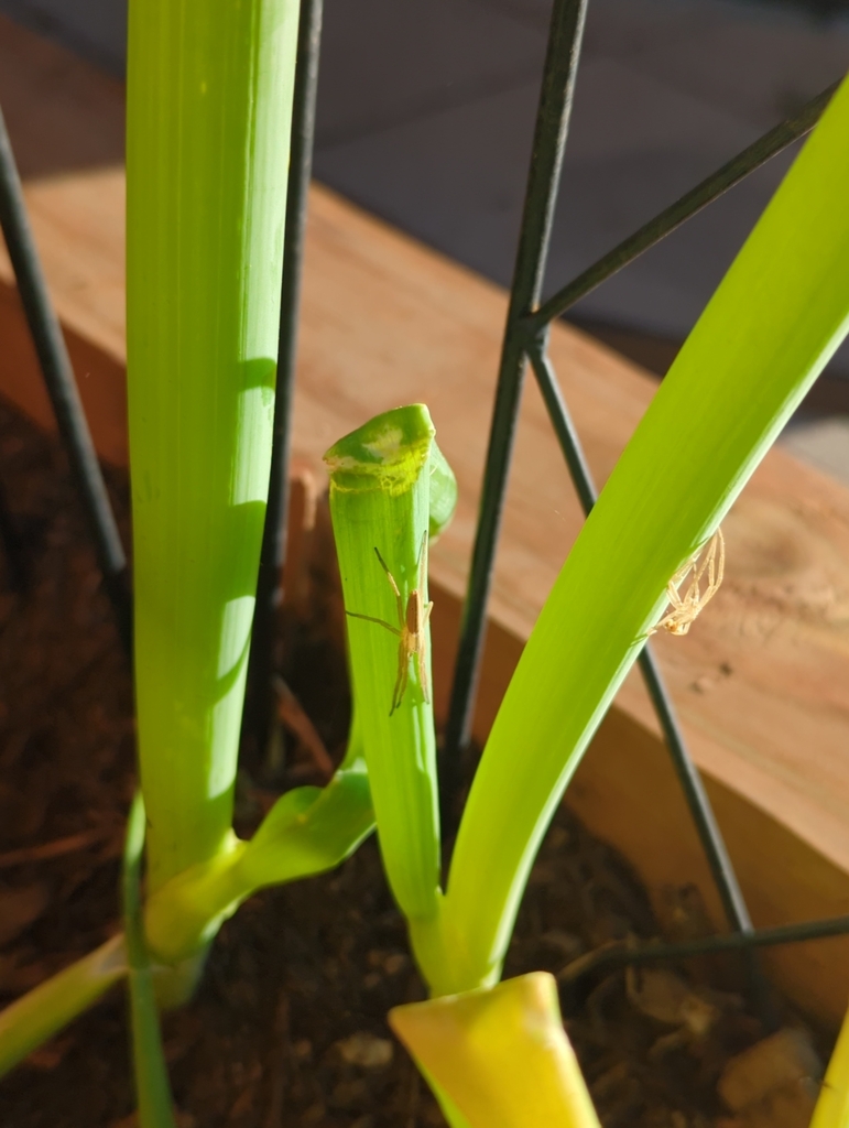 Oblong Running Spider from Barnum, Denver, CO, USA on June 24, 2023 at ...