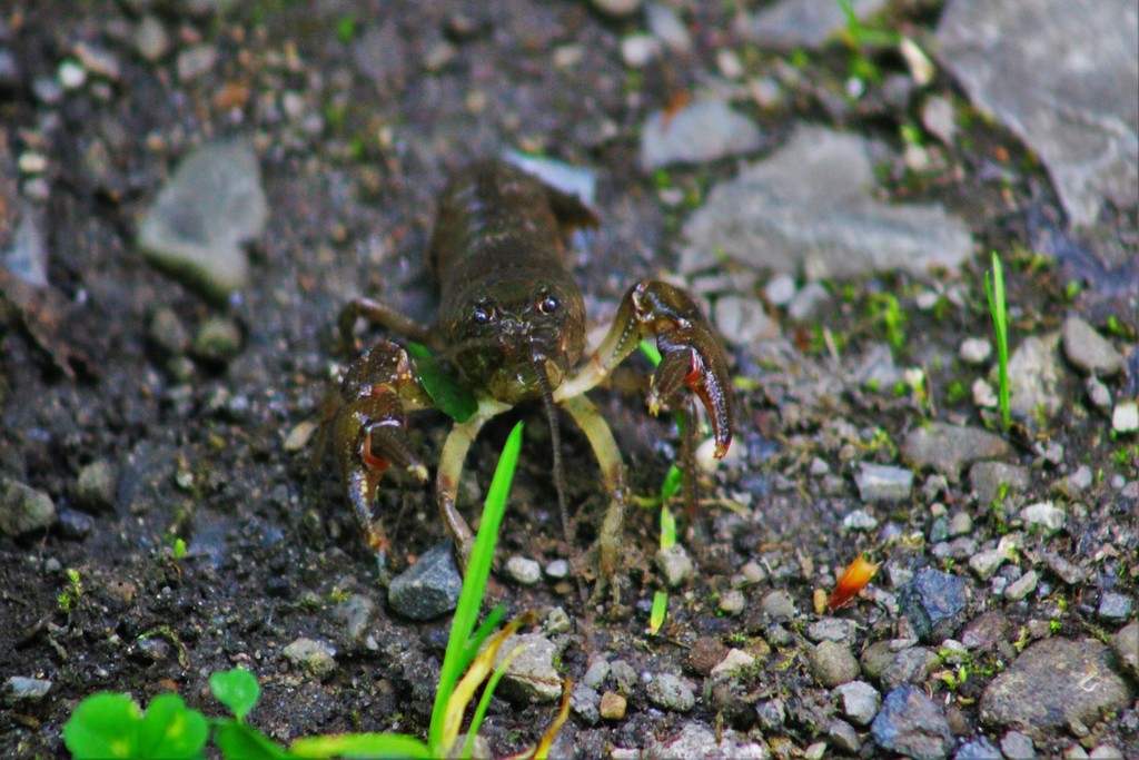 Rock Crayfish from Mercer County, PA, USA on June 24, 2016 at 02:44 PM ...