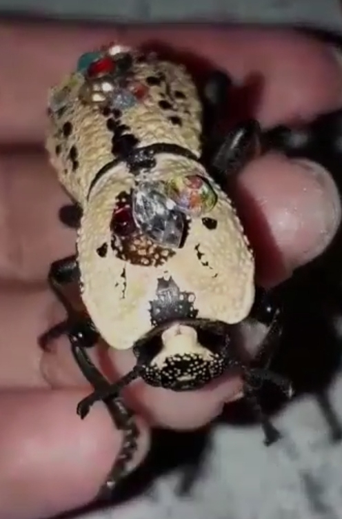 Zopherus chilensis from Salón Gallos by Karime Aymerich · iNaturalist