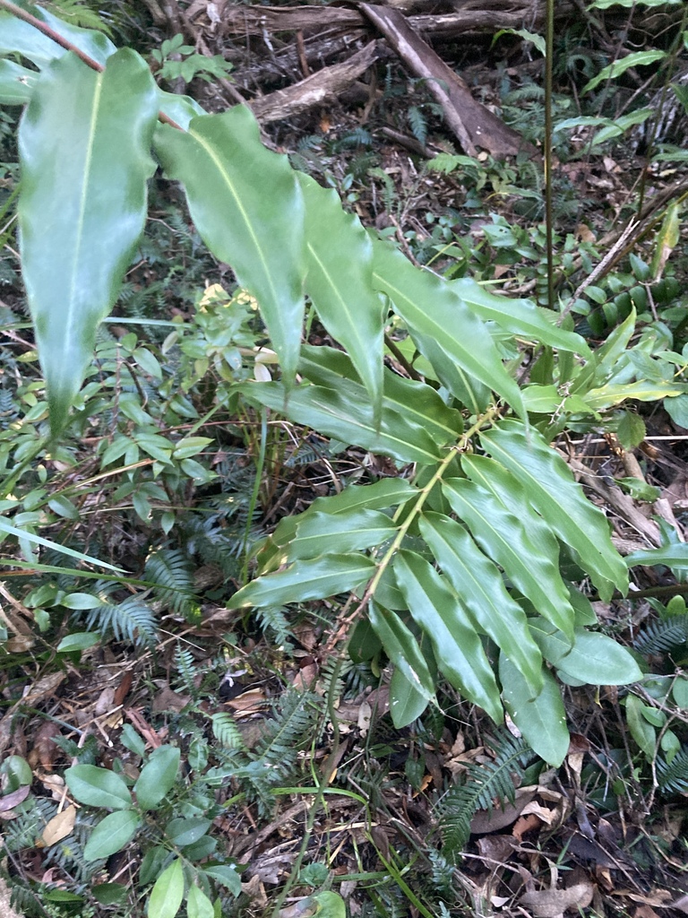 Native Ginger in June 2023 by Santi Tabares · iNaturalist