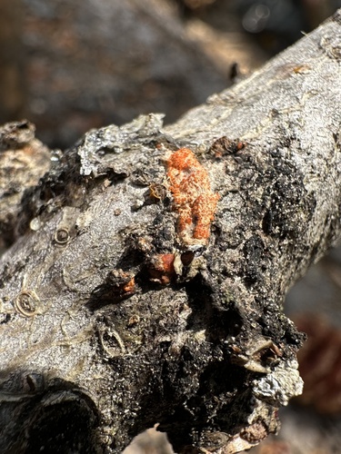 Genus Stylonectria · iNaturalist