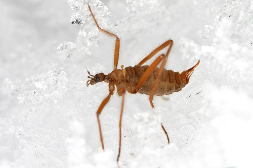 Chionea austriaca · iNaturalist