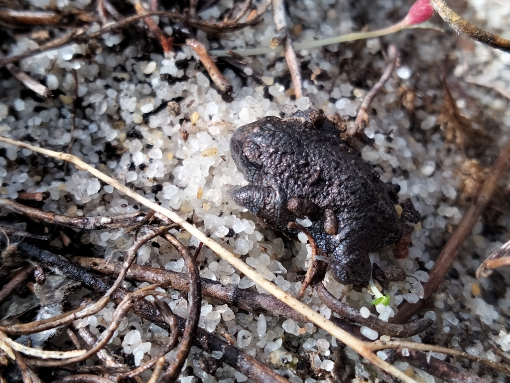 Turtle Frog from Neergabby WA 6503, Australia on June 24, 2023 at 01:16 ...