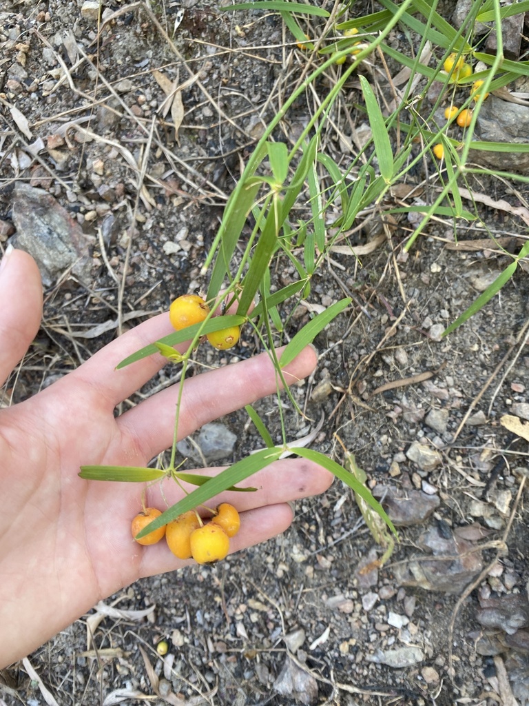 Wombat Berry from Philip St, West Gladstone, QLD, AU on June 25, 2023 ...