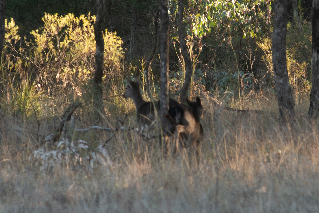 European Fallow Deer from Warrah Ridge NSW 2343, Australia on June 25 ...
