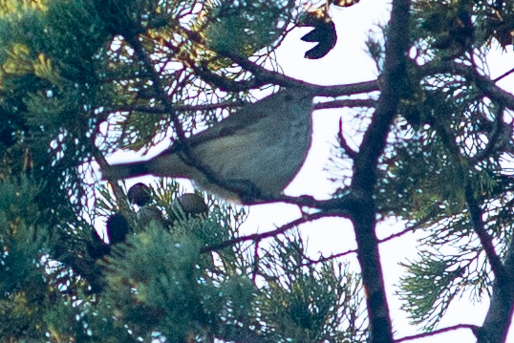 Inland Thornbill from Warrah Ridge NSW 2343, Australia on June 25, 2023 ...