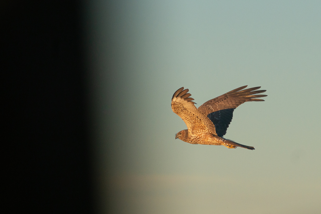 Spotted Harrier from Warrah Ridge NSW 2343, Australia on June 24, 2023 ...