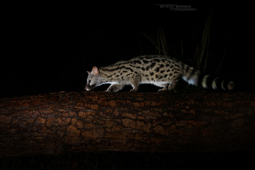 North African Small-spotted Genet (Subspecies Genetta genetta genetta ...