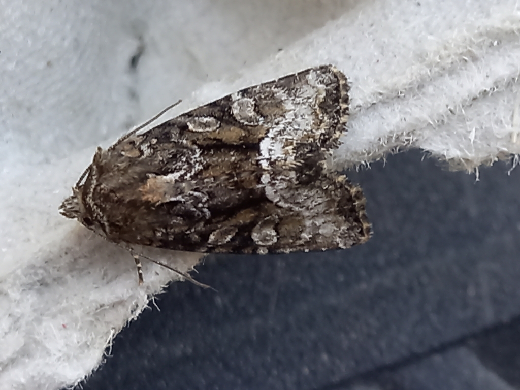 Oligia strigilis from Banbury, UK on June 25, 2023 at 07:03 AM by Alan ...