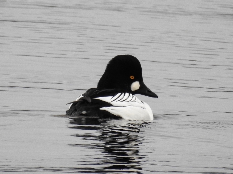 Common Goldeneye from Fort Frances, Rainy River District, Ontario ...