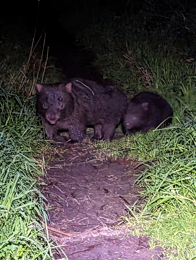 Bare-nosed Wombat from Eltham VIC 3095, Australia on June 24, 2023 at ...