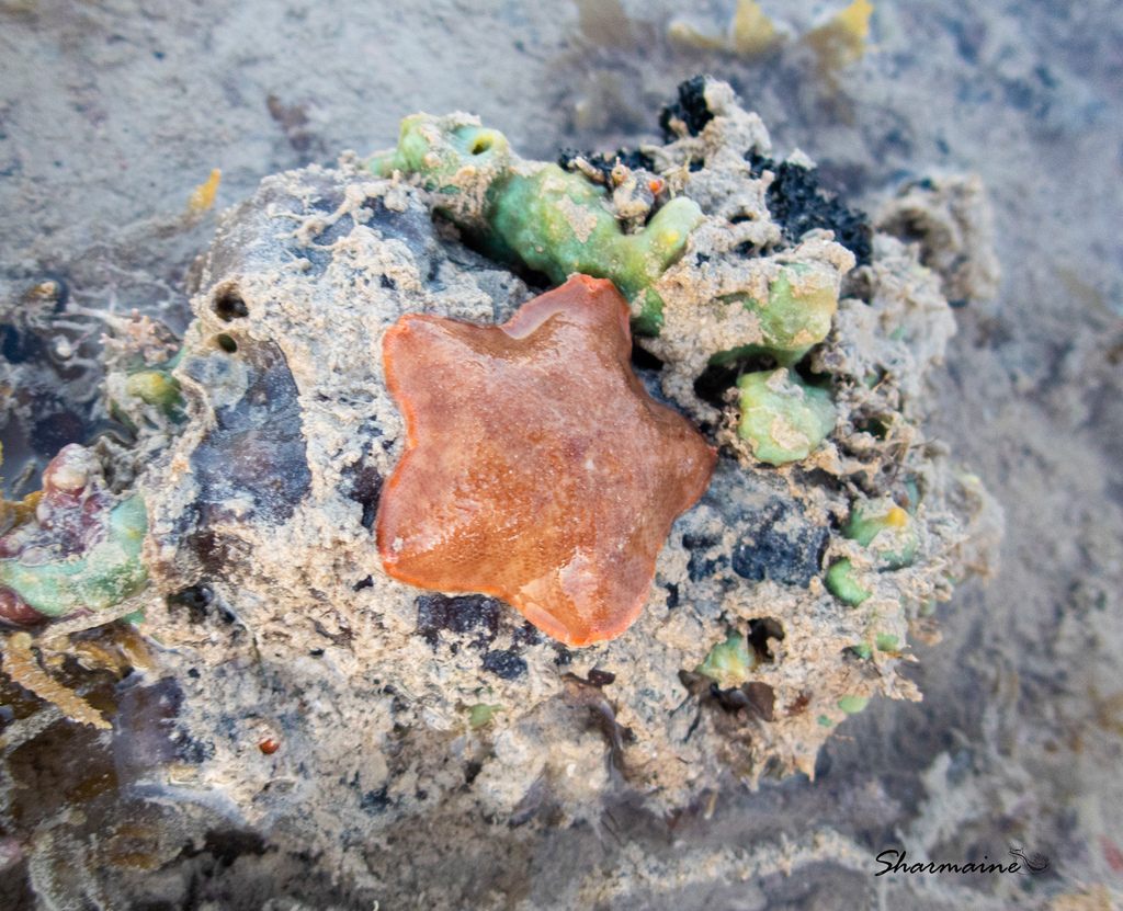 Indianastra sarasini from Broome, WA, Australia on June 4, 2023 at 06: ...