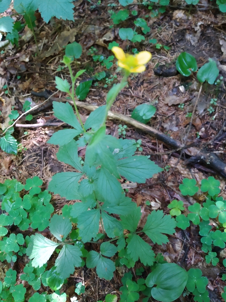 Wood Avens from Ляховичский район, Беларусь on June 25, 2023 at 12:19 ...