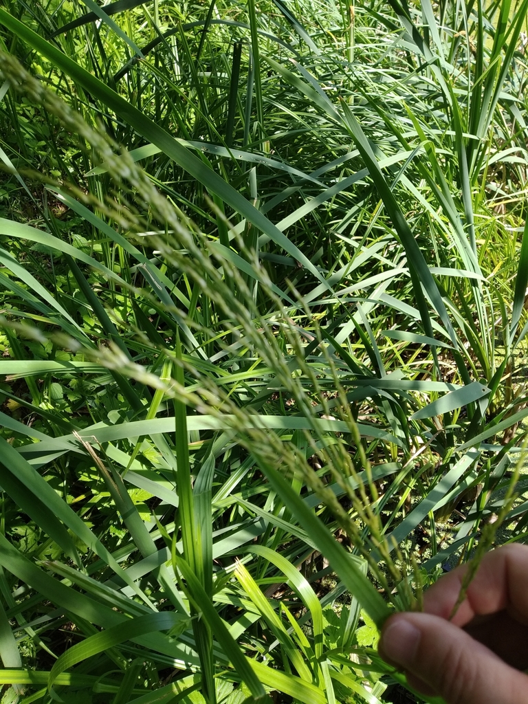 reed meadowgrass from Ляховичский район, Беларусь on June 25, 2023 at ...